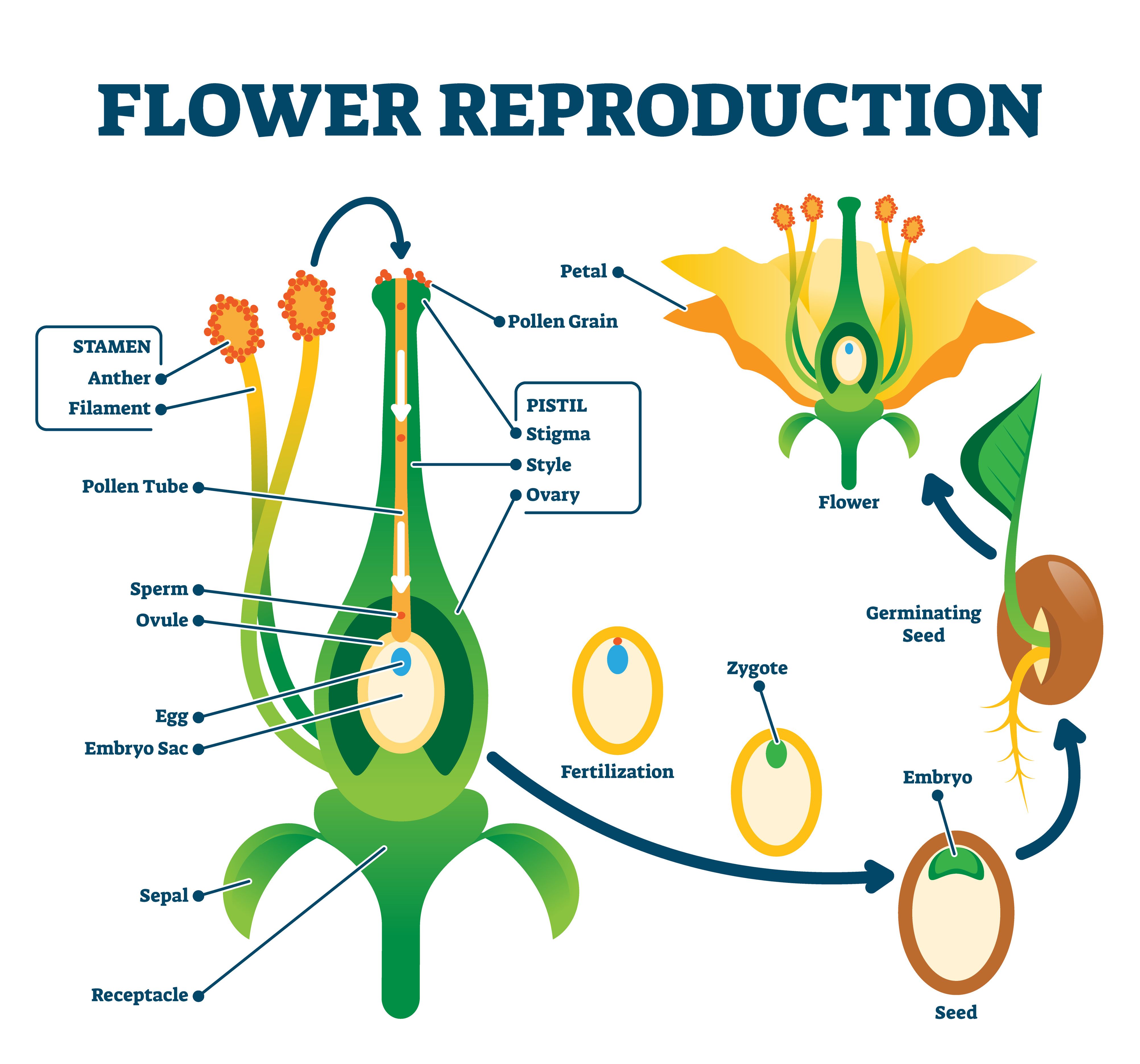 Pollination For Indoor Gardening